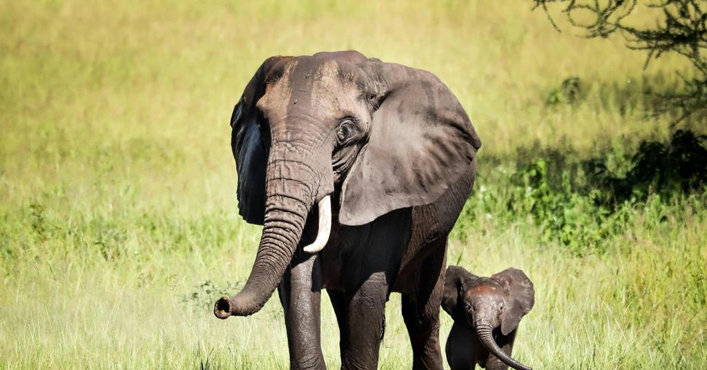 What’s your parenting style? Are you an elephant or a tiger parent ...