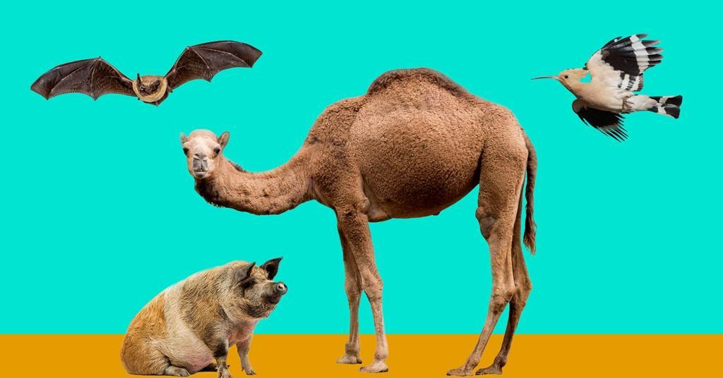 Bob Hartman considers Peter’s vision in Acts through the eyes of a bat ...