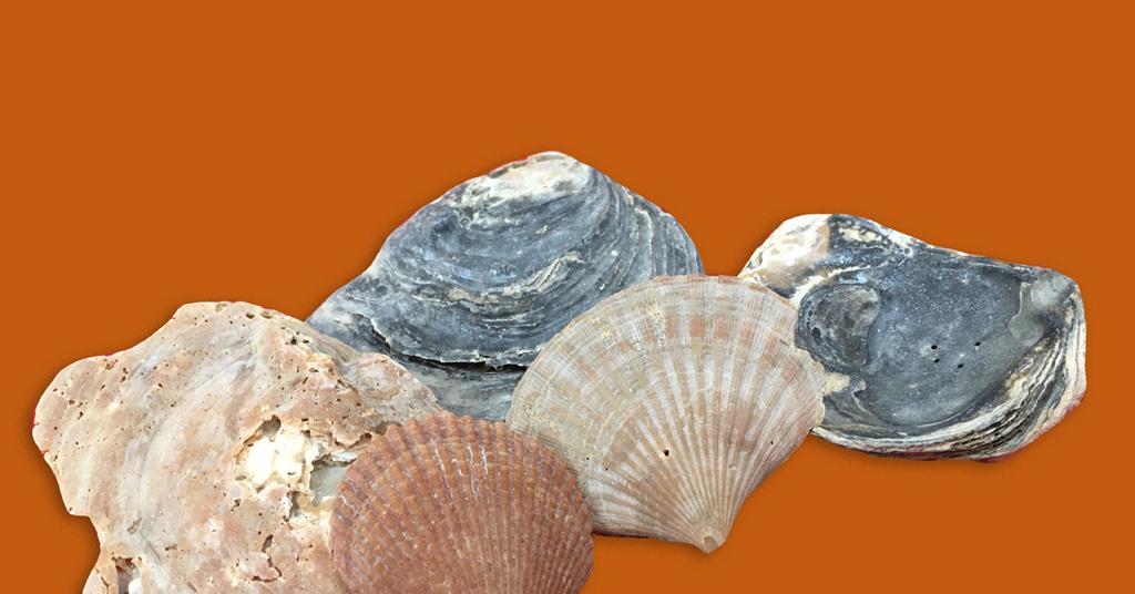 Make an autumn natural ‘fidget box’ for your group | Article | NexGen