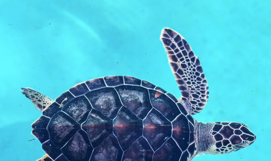 Baby sea turtles | Article | NexGen