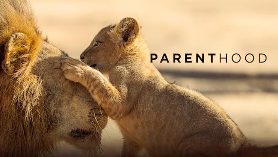 4 takeaways for Christian parents from David Attenborough’s new BBC ...